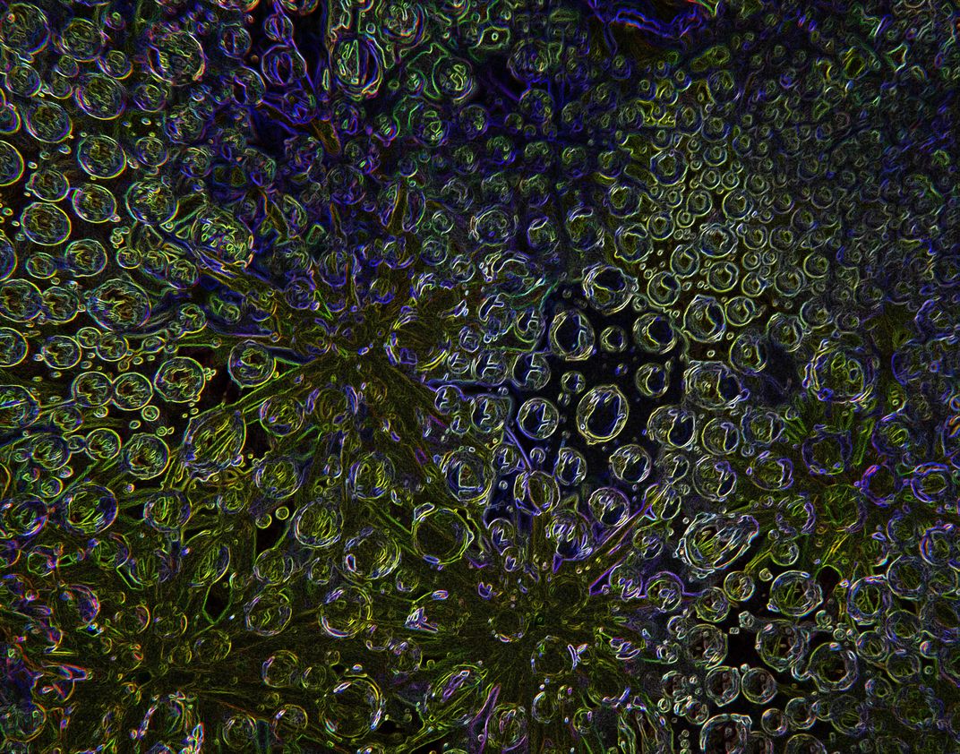 Dew covered Moss | Smithsonian Photo Contest | Smithsonian Magazine