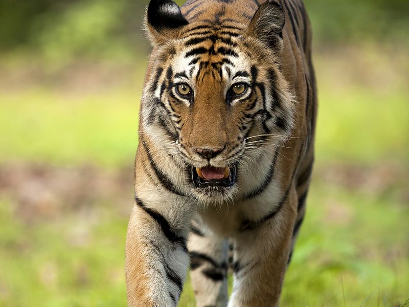 A bold Tigress from Central India | Smithsonian Photo Contest ...