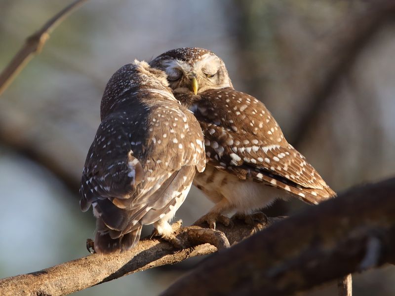 Spotted Owl Pair Preening Each Other | Smithsonian Photo Contest ...