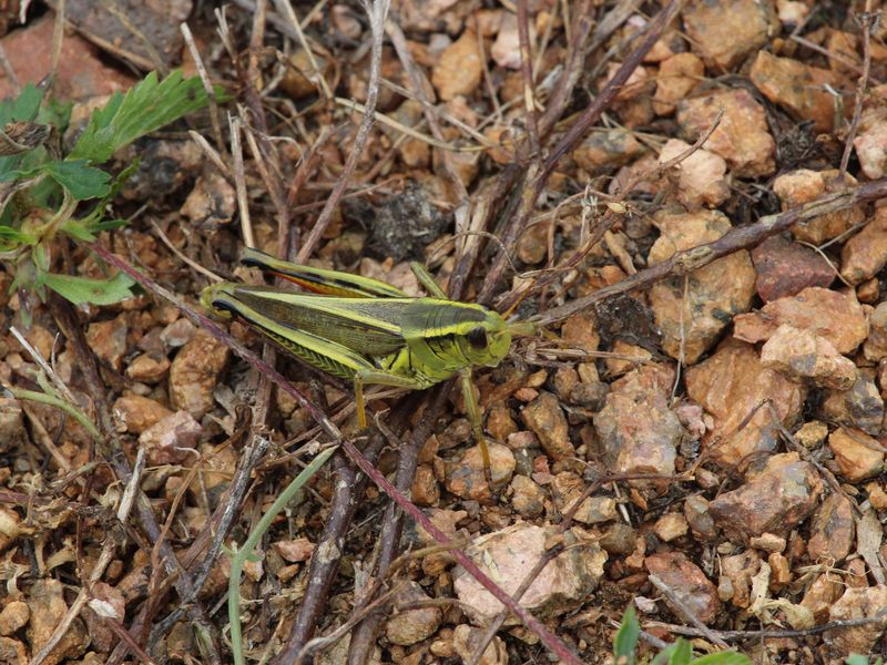 Grasshopper on the path | Smithsonian Photo Contest | Smithsonian Magazine