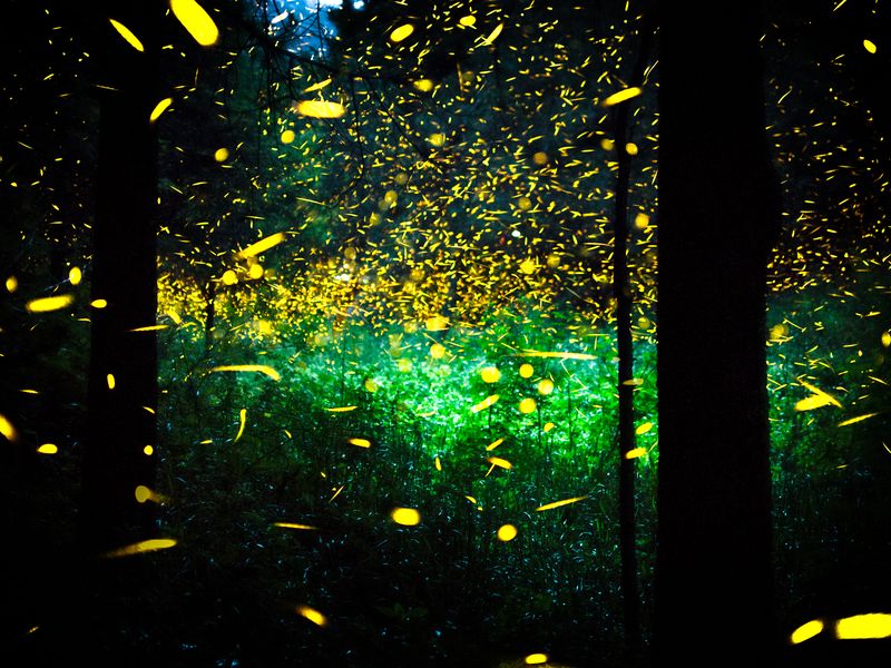 The dance of the fireflies (2) | Smithsonian Photo Contest ...
