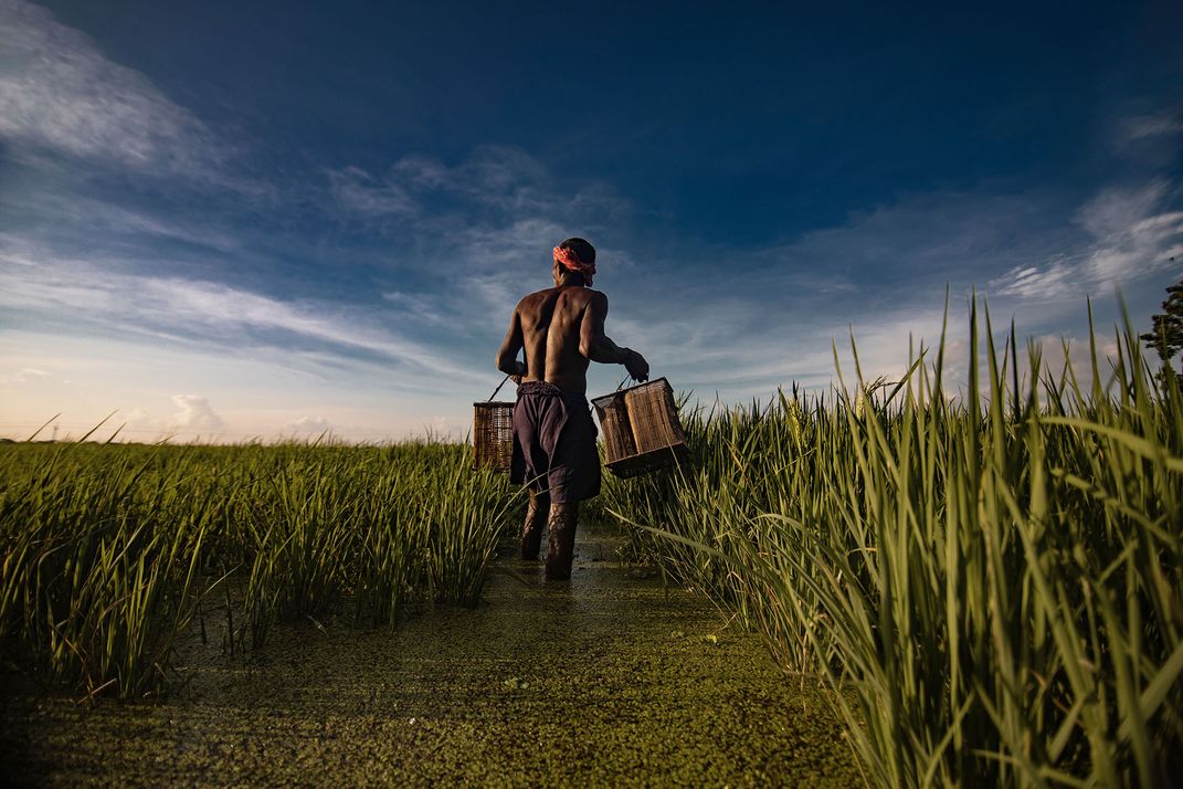 Morning Harvest in Rural Bengal | Smithsonian Photo Contest ...