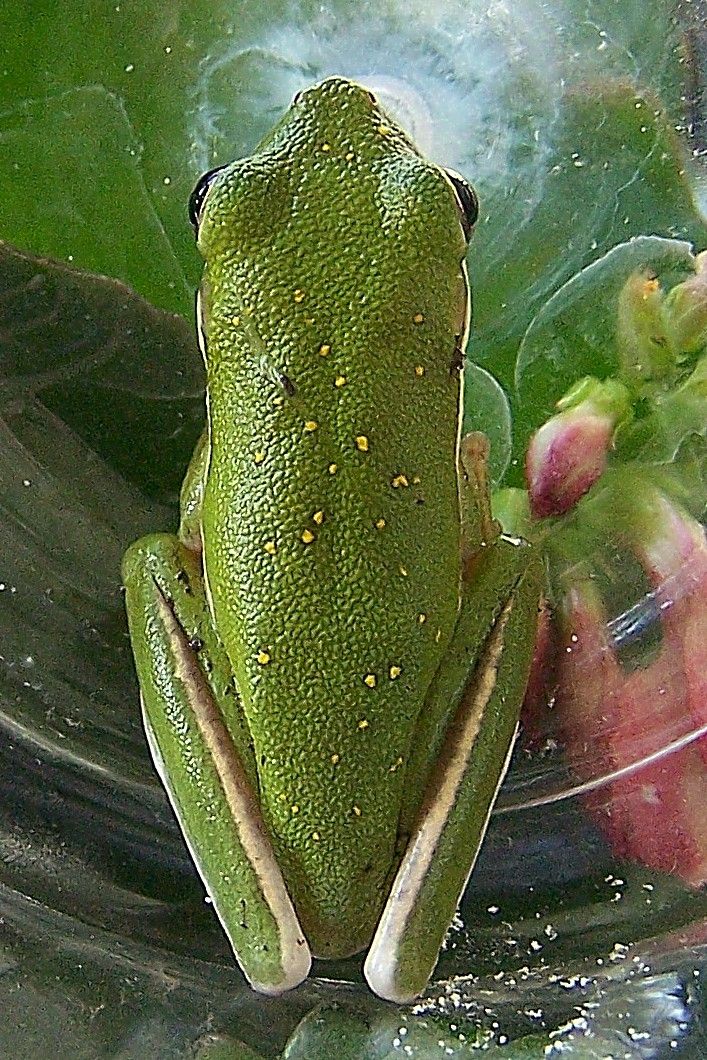 Tree Frog Gazing Out at the World | Smithsonian Photo Contest ...