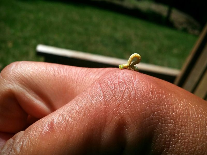 Inchworm | Smithsonian Photo Contest | Smithsonian Magazine