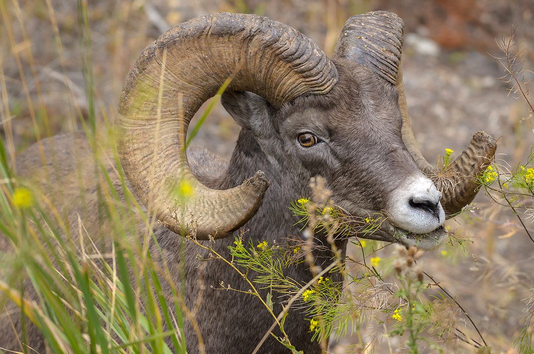Roaming Ram in Yellowstone | Smithsonian Photo Contest | Smithsonian ...