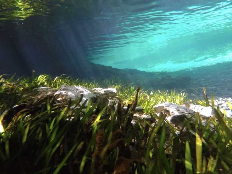 Underwater garden. | Smithsonian Photo Contest | Smithsonian Magazine