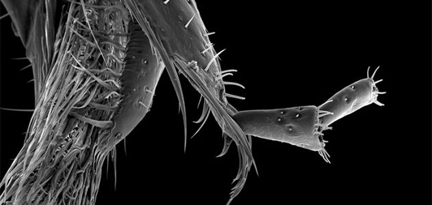 What Does A Bee Look Like When It’s Magnified 3000 Times?