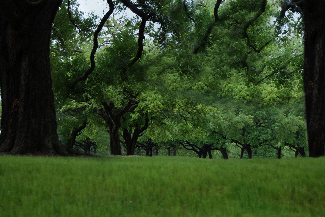 Passing through downtown Houston and came across these beautiful trees ...