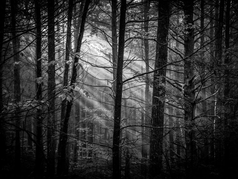 Sunshine through the trees | Smithsonian Photo Contest | Smithsonian ...