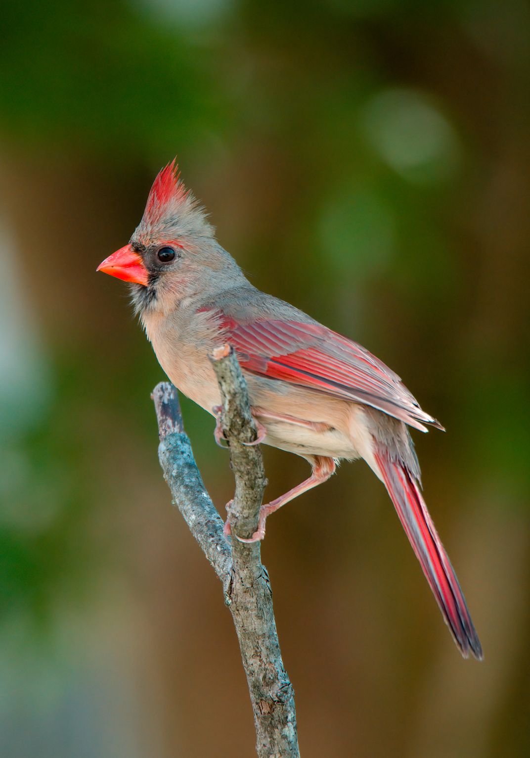 Mrs. Cardinal | Smithsonian Photo Contest | Smithsonian Magazine