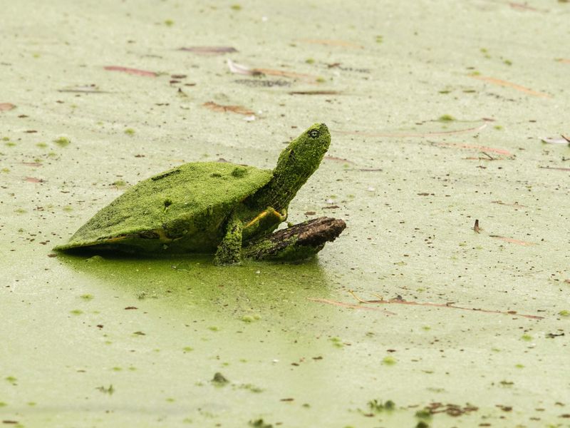 A Turtle in Swamp Camo! | Smithsonian Photo Contest | Smithsonian Magazine