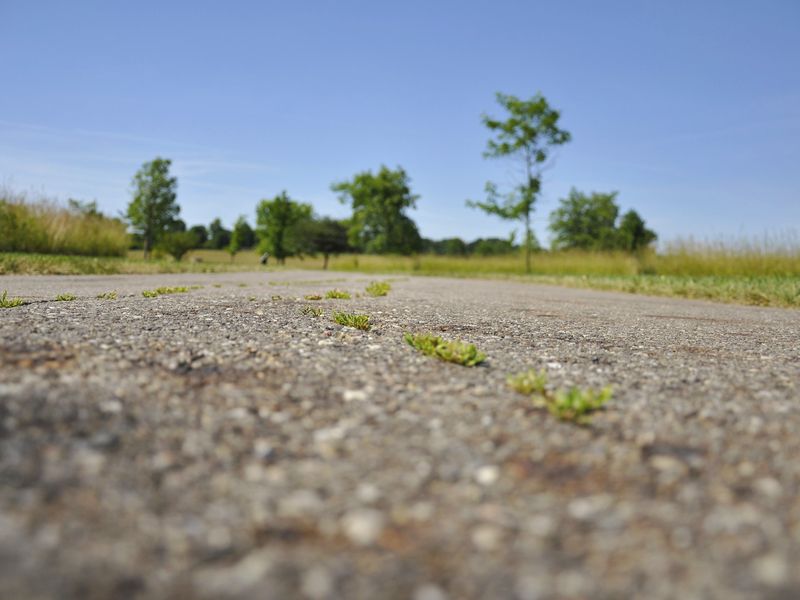 Seeing the point of view of an ant on a path in the park | Smithsonian ...