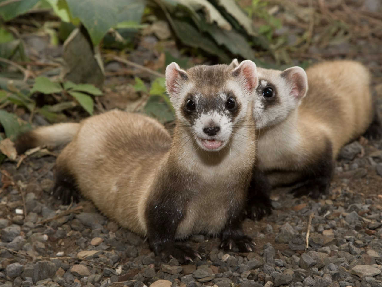 ferrets inverness