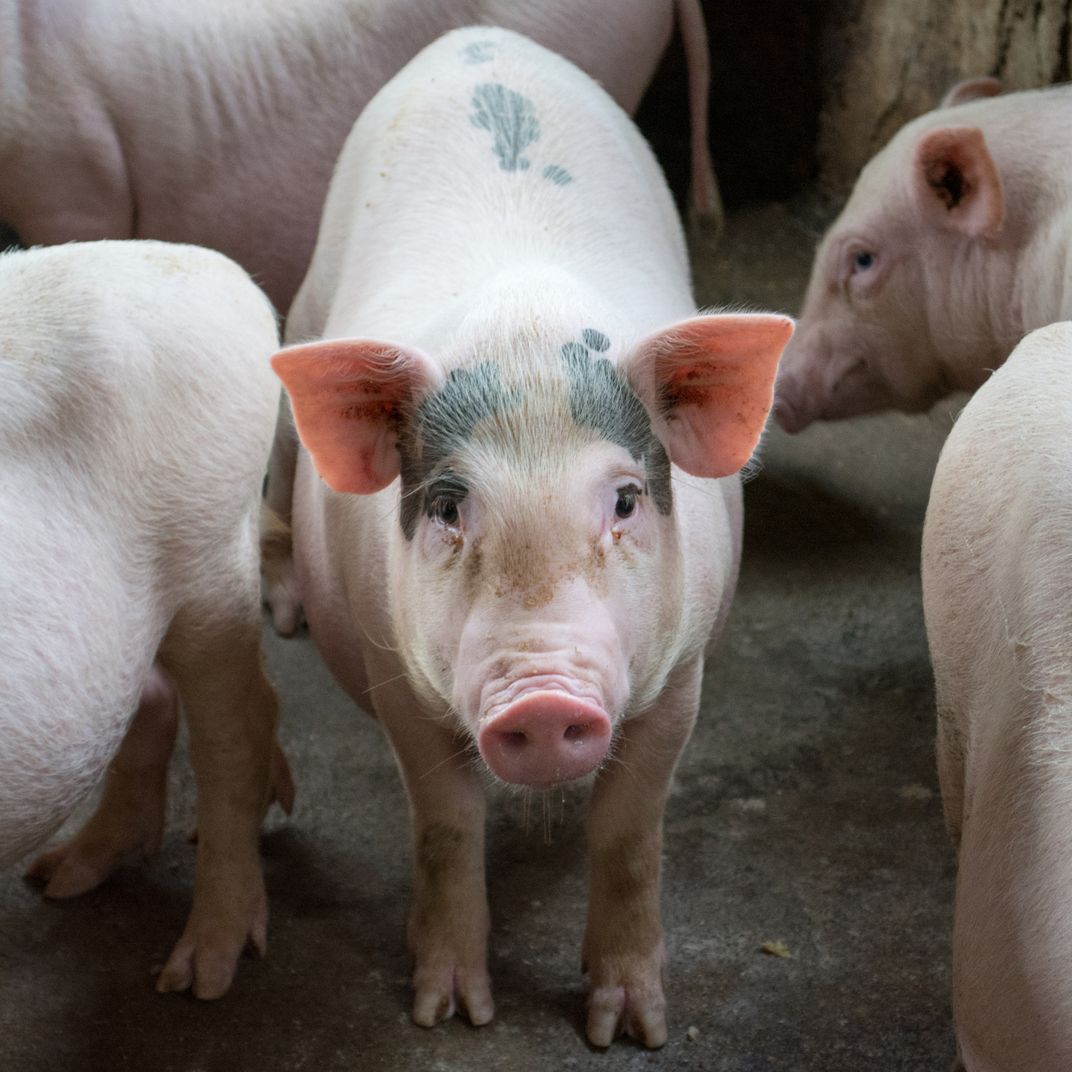 Pig | Smithsonian Photo Contest | Smithsonian Magazine