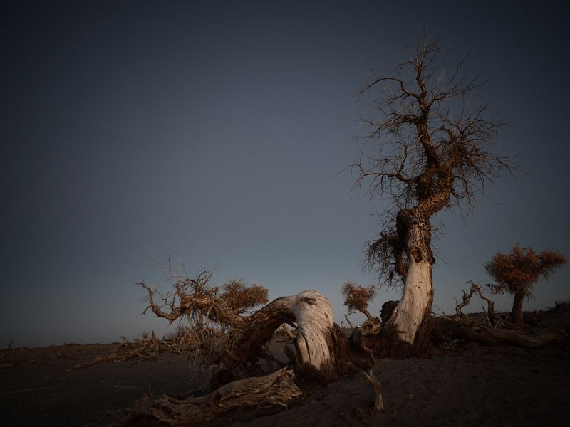 Withered tree | Smithsonian Photo Contest | Smithsonian Magazine