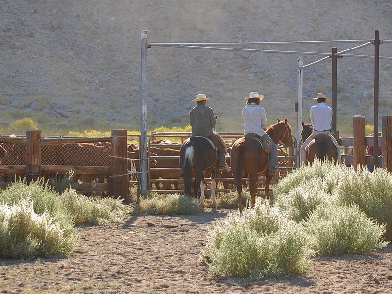 Cowboys relax on horseback outside a corral before sorting ...