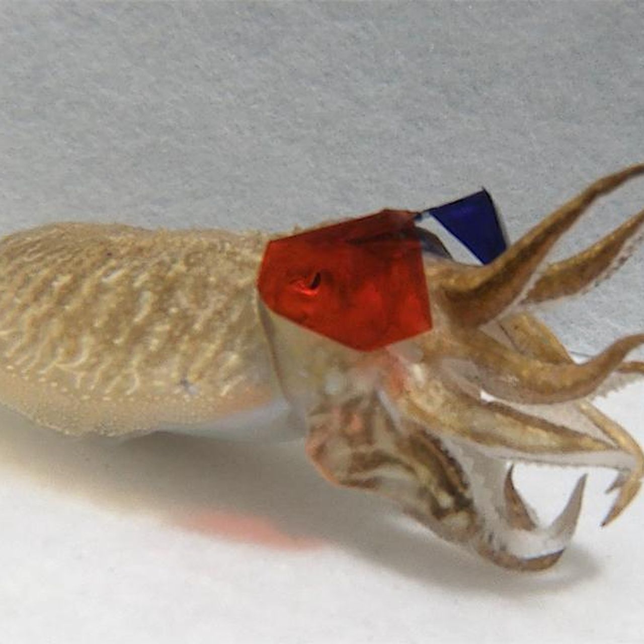 cuttlefish arthropod