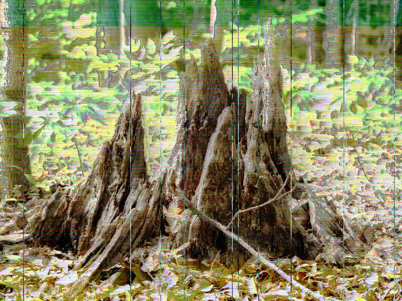 Stump decay | Smithsonian Photo Contest | Smithsonian Magazine