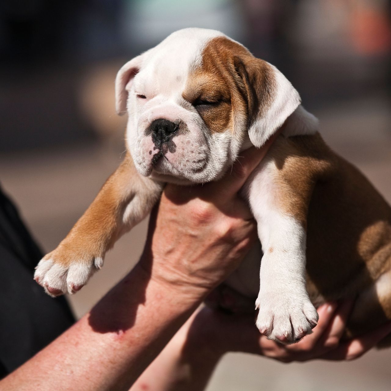 old english bulldog evolution