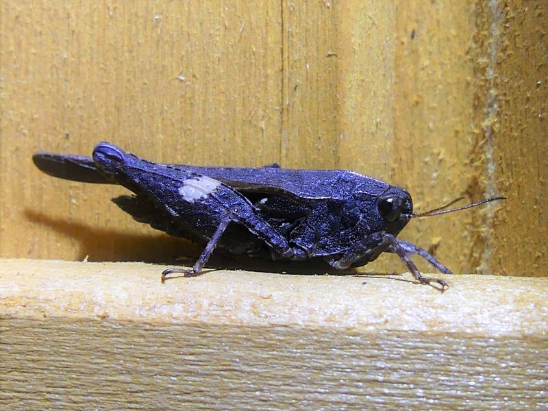 Blue Grasshopper | Smithsonian Photo Contest | Smithsonian Magazine