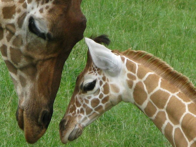 Baby and Mother giraffe | Smithsonian Photo Contest | Smithsonian Magazine