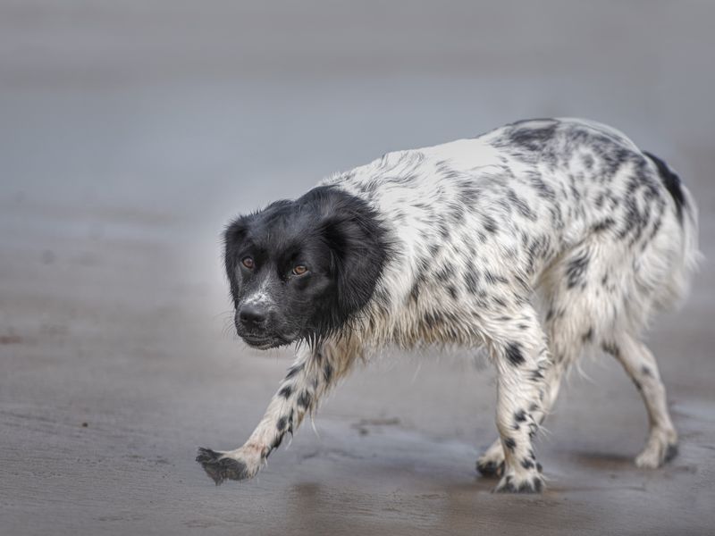 A Friese stabij approaching with curiosity | Smithsonian Photo Contest ...