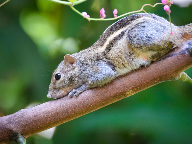 Friendly little Squirrel | Smithsonian Photo Contest | Smithsonian Magazine