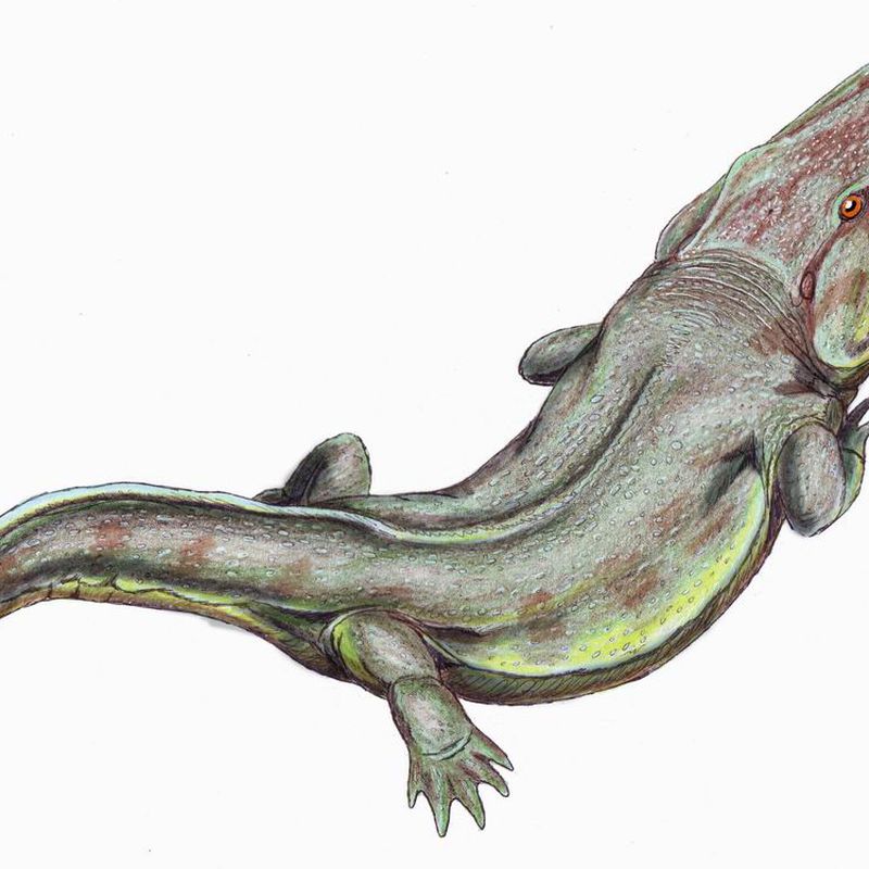 First Amphibians