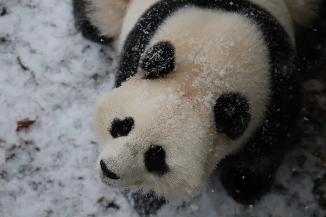 See the National Zoo's 2025 Giant Panda Photos