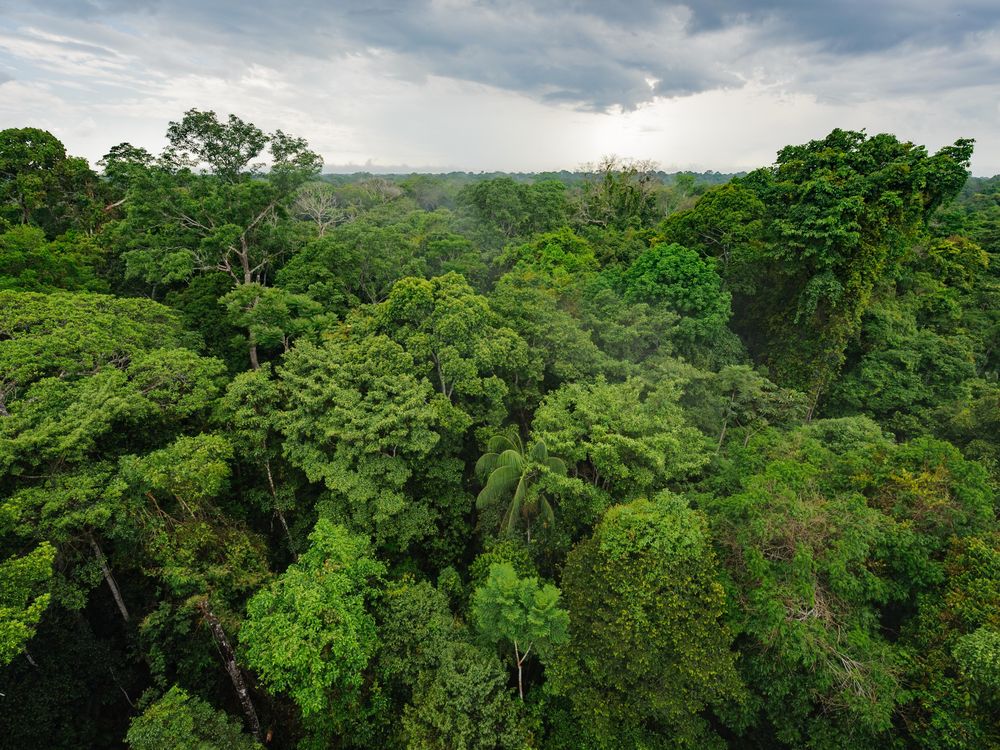 How the Dinosaur-Killing Asteroid Spurred the Evolution of the Modern ...