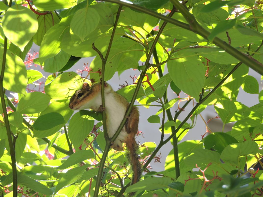 Smiling Chipmunk in a Beautiful Tree | Smithsonian Photo Contest ...