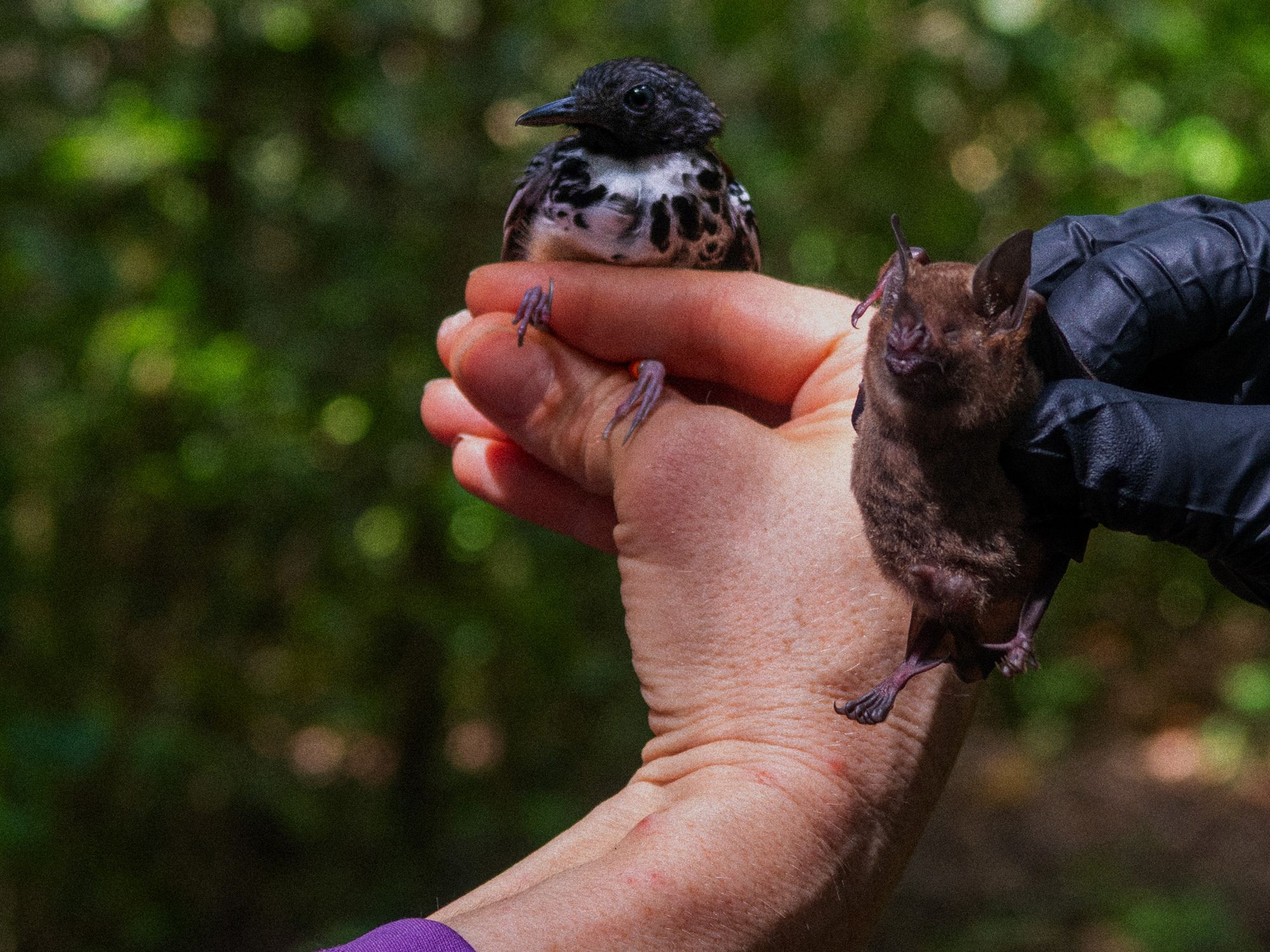 Birds by Day, Bats by Night: Paired Long-Term Census of Bats and Birds ...
