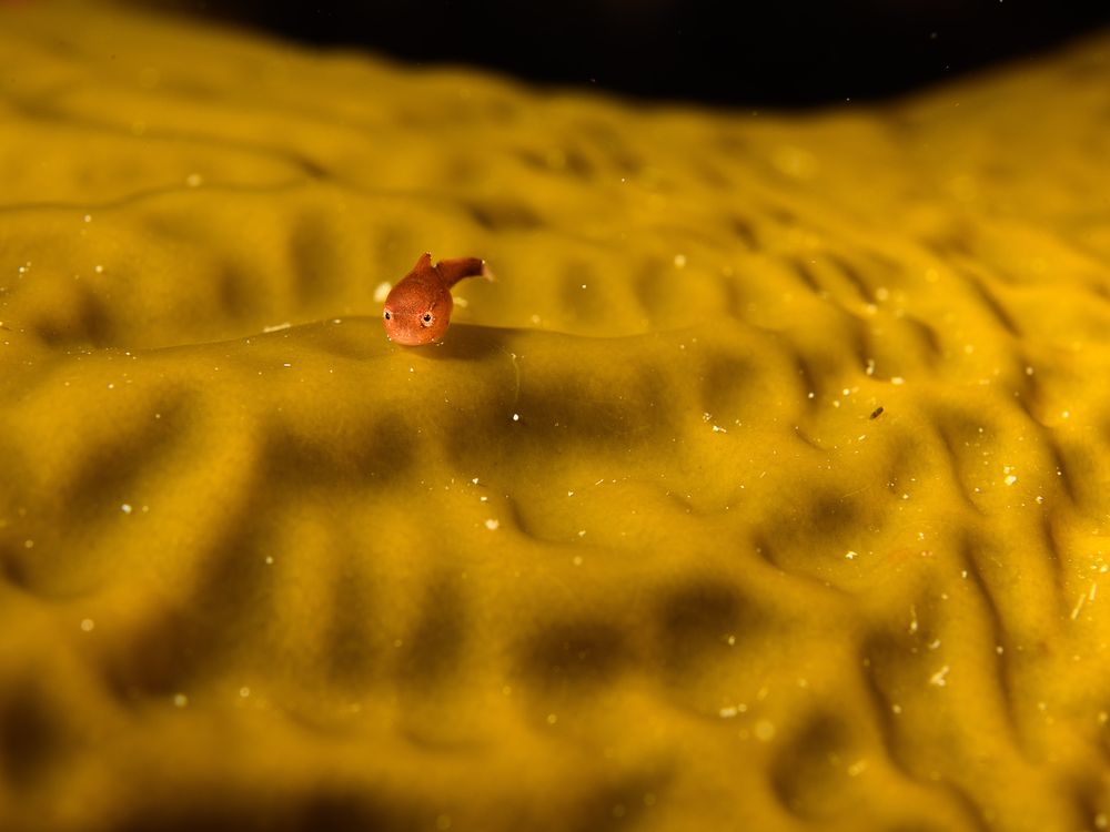 Lump on Bumpy | Smithsonian Photo Contest | Smithsonian Magazine