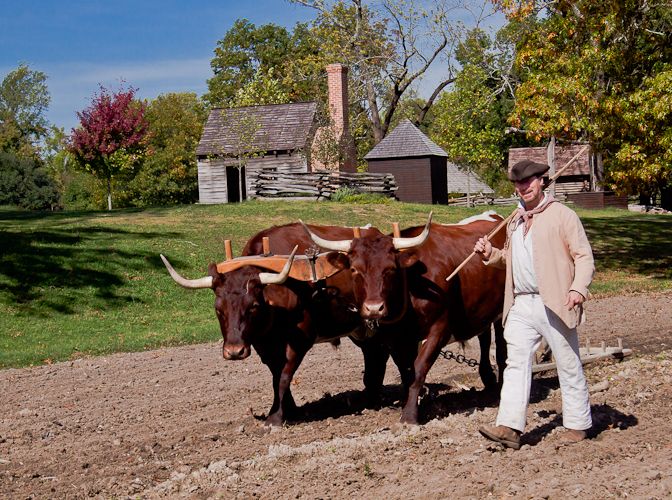 Colonial Farmer Plowing | Smithsonian Photo Contest | Smithsonian Magazine