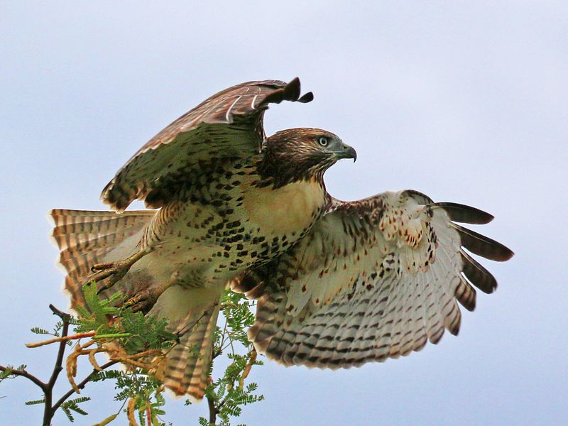 Hawk taking flight | Smithsonian Photo Contest | Smithsonian Magazine