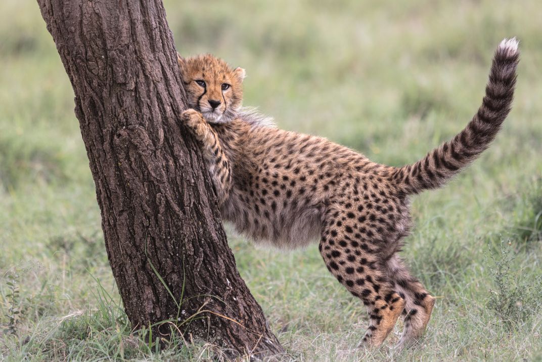 Cheetah cub with tree | Smithsonian Photo Contest | Smithsonian Magazine