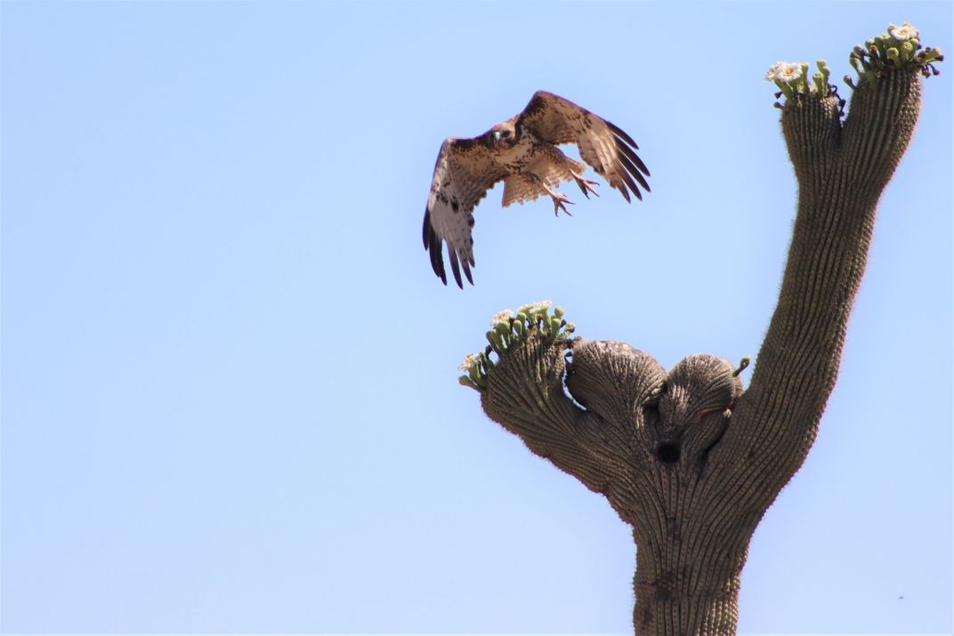 Red-tailed hawk taking flight off a crested Saguaro cactus at Saguaro ...