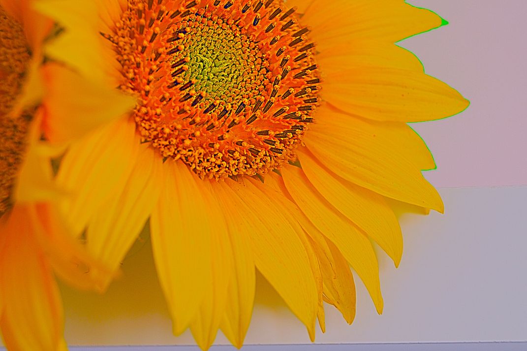 Solet | Smithsonian Photo Contest | Smithsonian Magazine