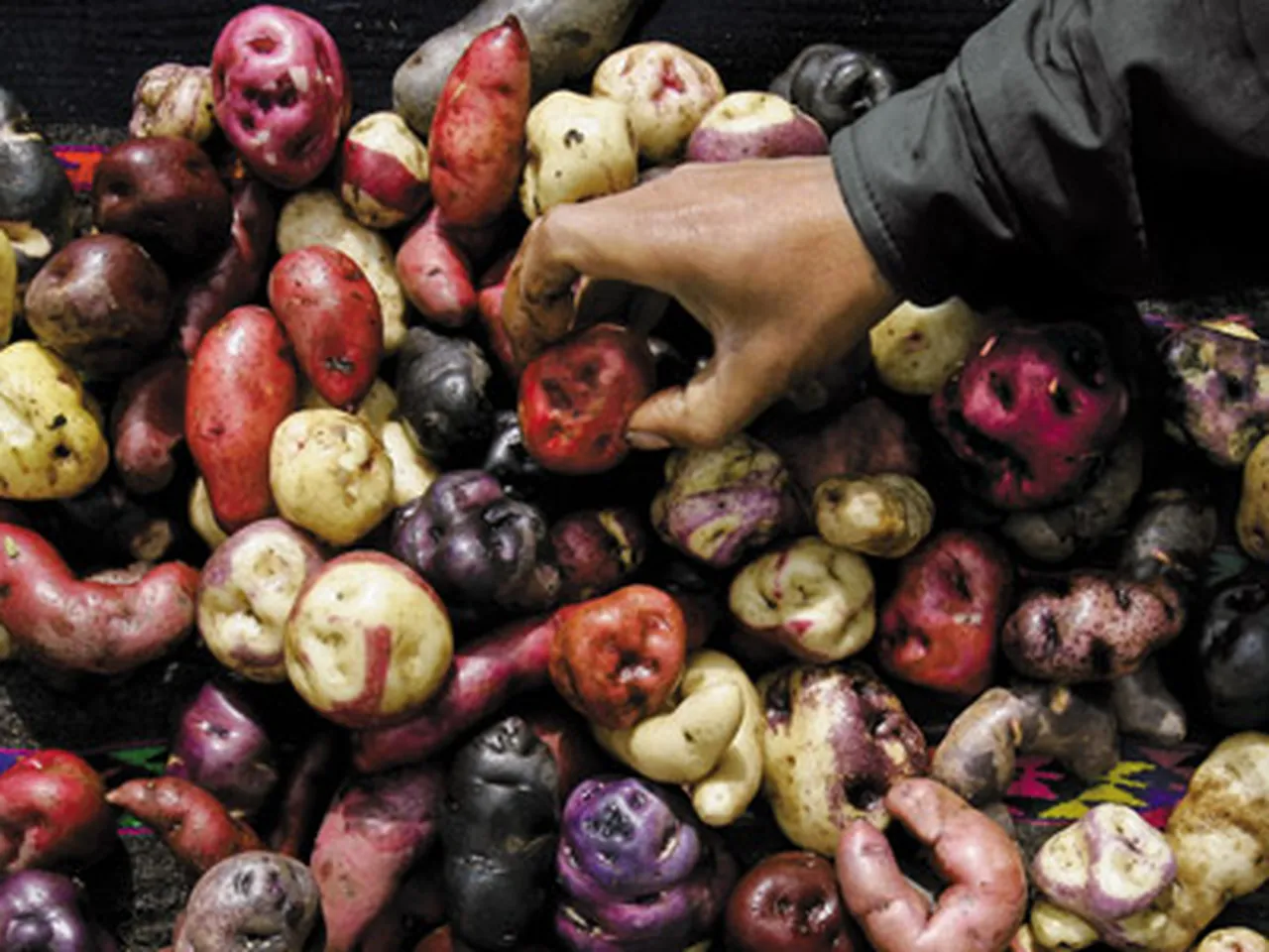 Potatoes From The Underground