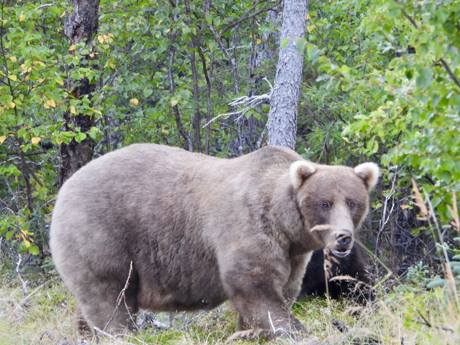 'Highly Defensive' Mother Bear Grazer Defeats Male That Killed Her Cub ...