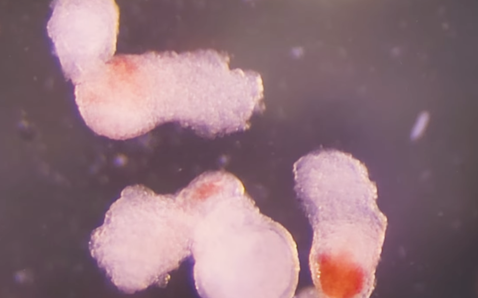 Researchers Created Structures That Produced Blood Cells in the Lab ...