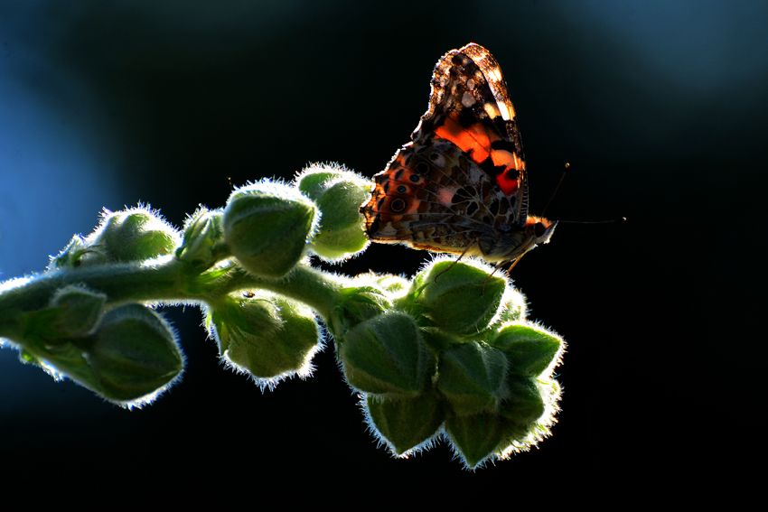 the butterfly on the tree | Smithsonian Photo Contest | Smithsonian ...
