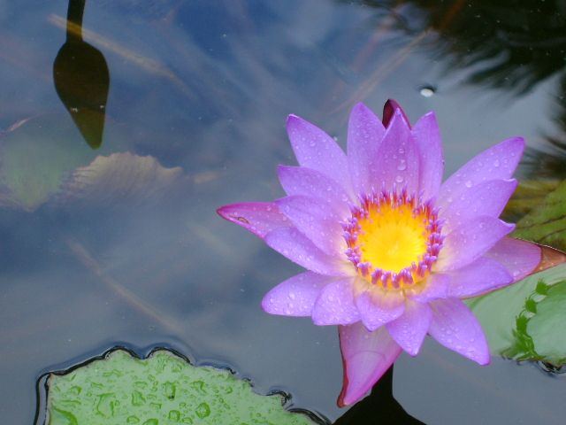 Lotus in Hawaii | Smithsonian Photo Contest | Smithsonian Magazine