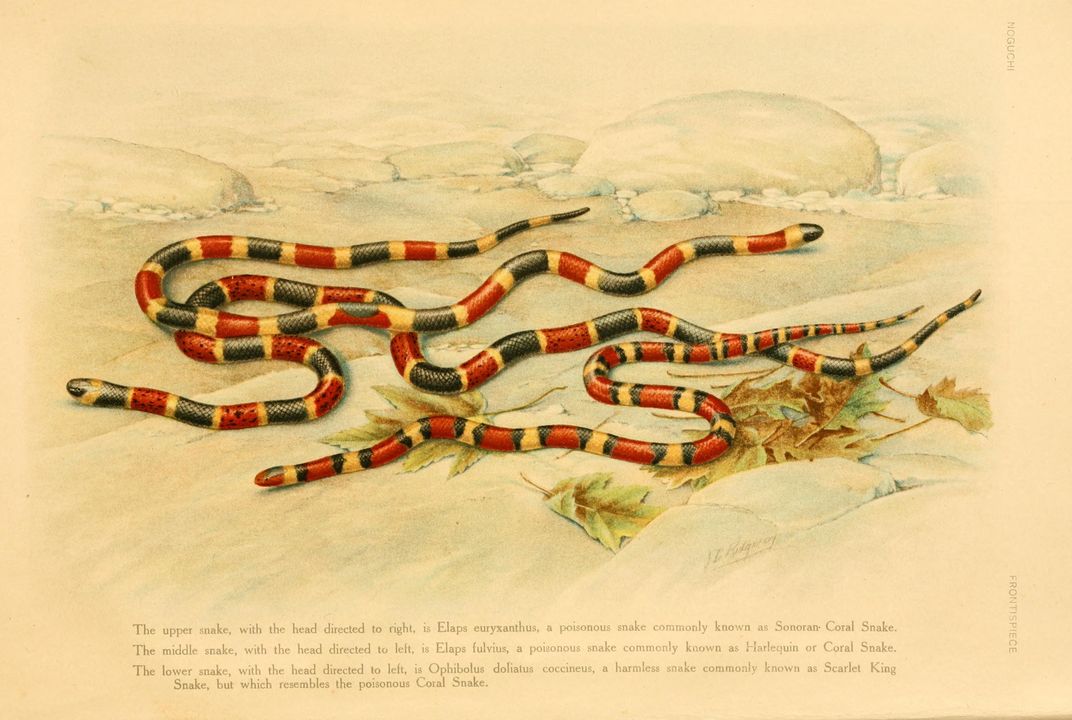 See Through Snake 909 Transparent Snake Stock Photos Free