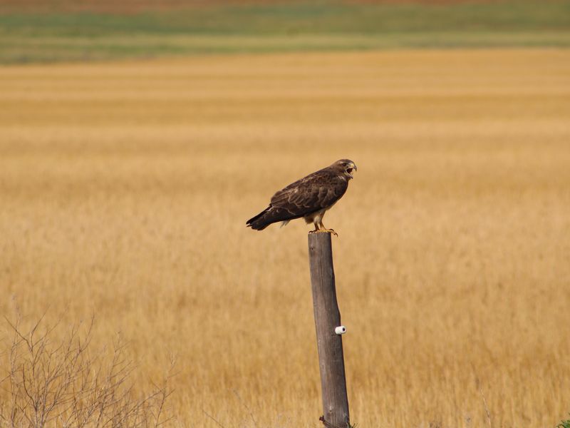Screaming Hawk | Smithsonian Photo Contest | Smithsonian Magazine