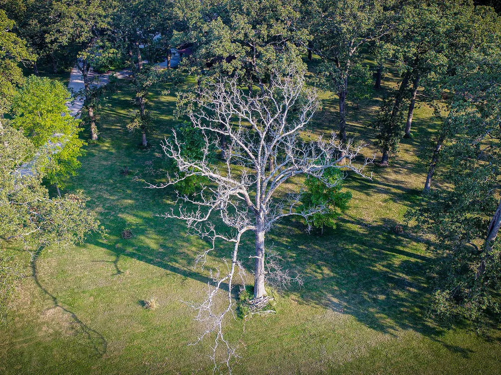 oak tree summer internship