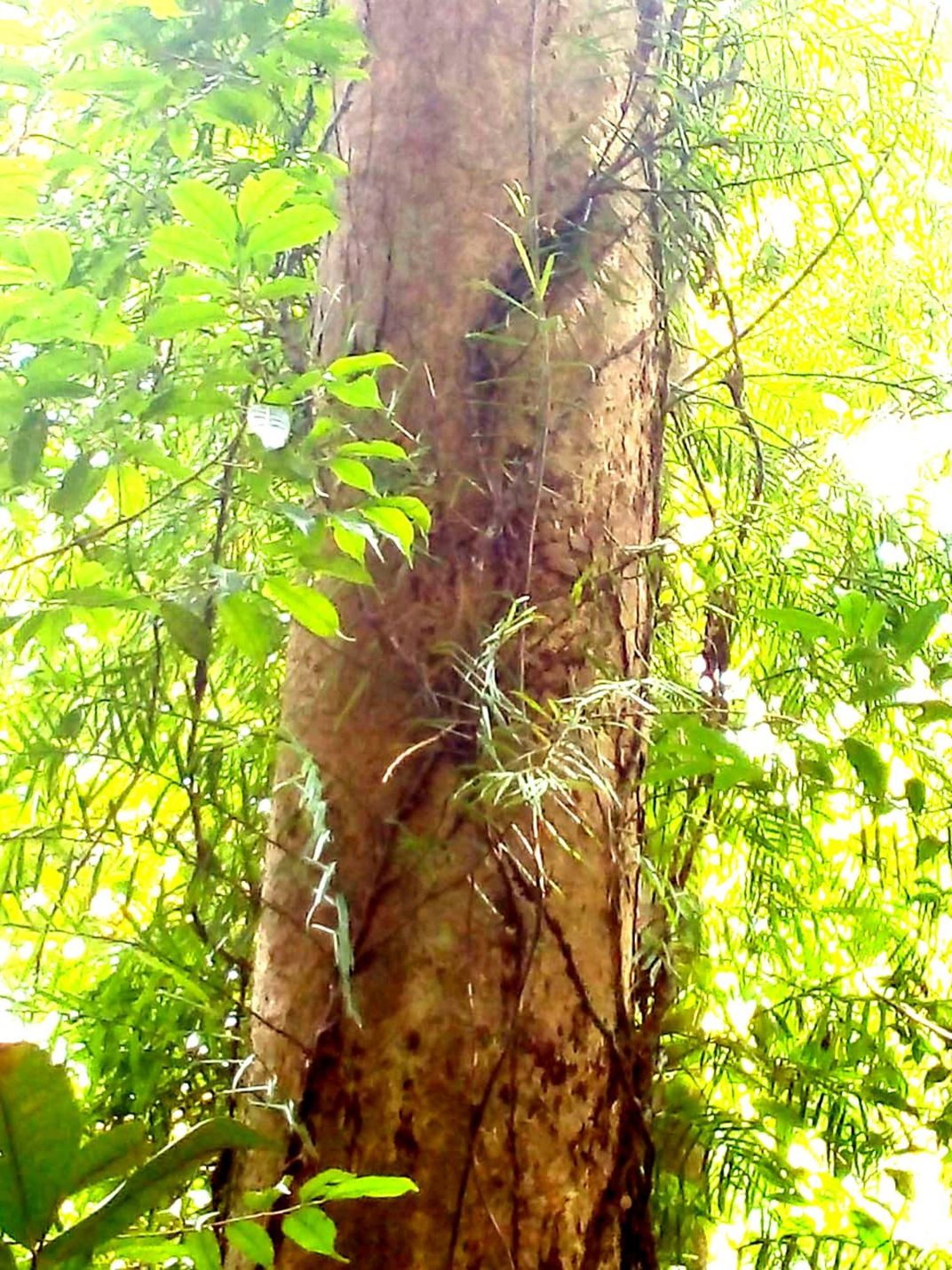 Tree in sri lanka wet zone forest | Smithsonian Photo Contest ...