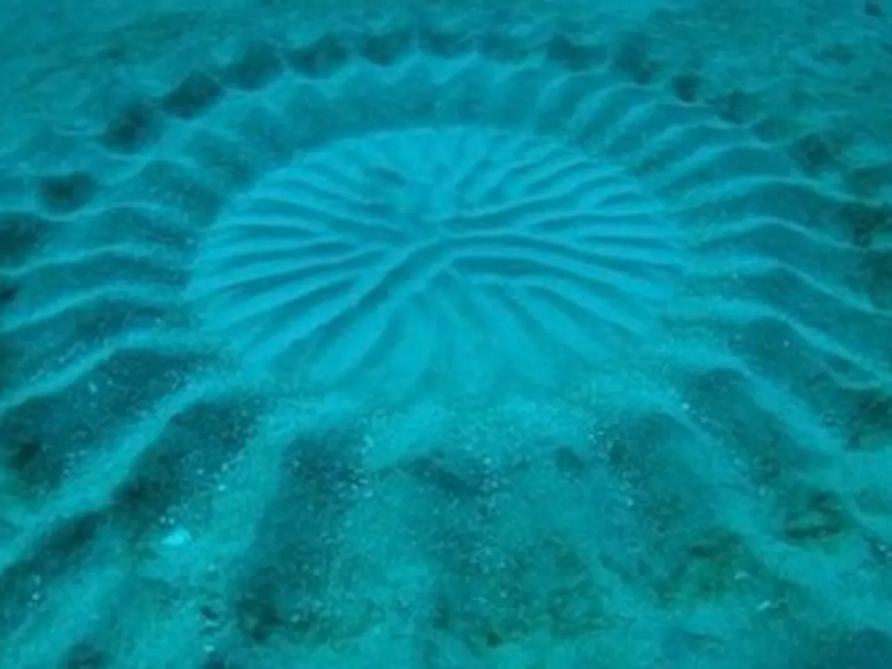 Puffer Fish Eggs Pufferfish Facts For Kids | Puffer Fish | Blowfish