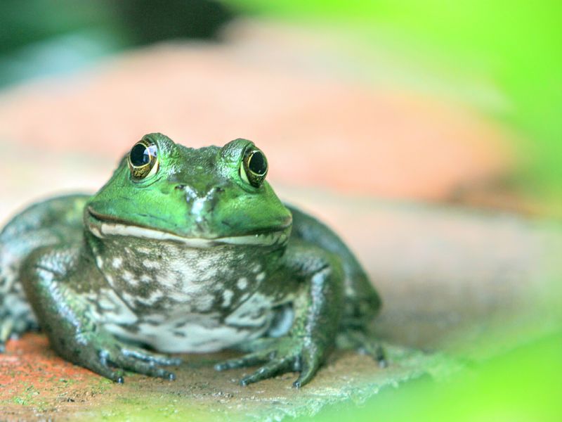 Froggy lady striking a pose | Smithsonian Photo Contest | Smithsonian ...