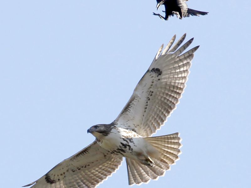 Crow attacking hawk over Smoky Mountains National Park, Gatlinburg ...